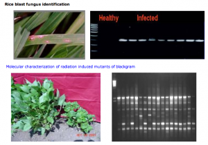 The X-Plants: Radiation Breeding in Indian Agriculture – The Center for ...