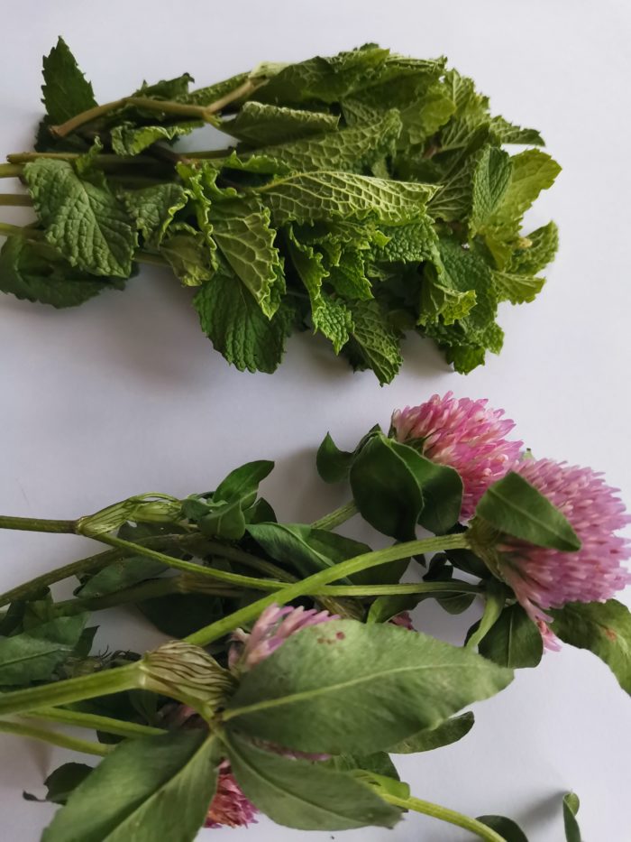 Blog – The Center for Genomic Gastronomy - Studying the biotechnologies and biodiversity of ...